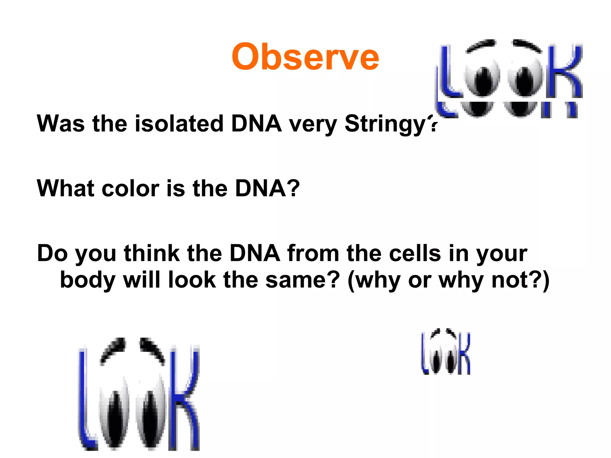 Dna Extraction From Wheat Germ | PPT