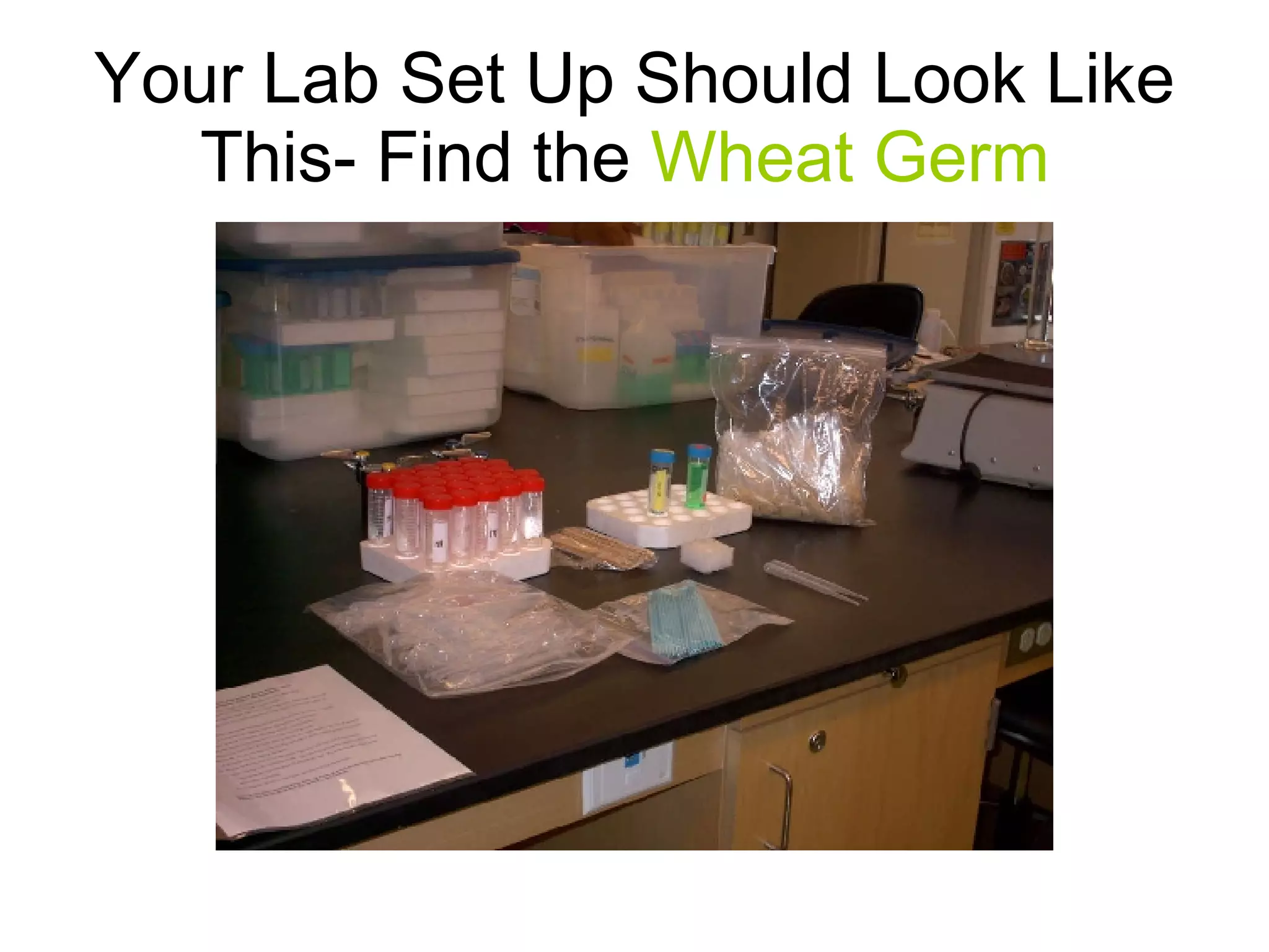Dna Extraction From Wheat Germ | PPT