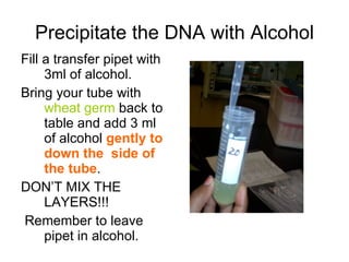 Dna Extraction From Wheat Germ | PPT