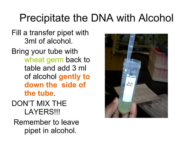 Dna Extraction From Wheat Germ | PPT