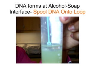 Dna Extraction From Wheat Germ | PPT