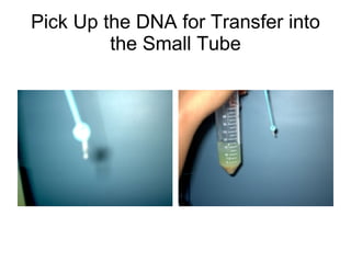 Dna Extraction From Wheat Germ | PPT