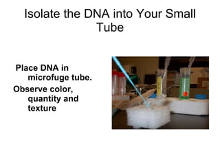 Dna Extraction From Wheat Germ | PPT