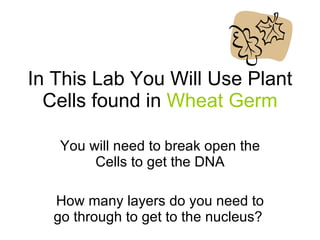 Dna Extraction From Wheat Germ | PPT
