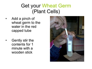 Dna Extraction From Wheat Germ | PPT