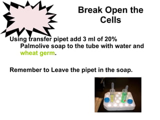 Dna Extraction From Wheat Germ | PPT