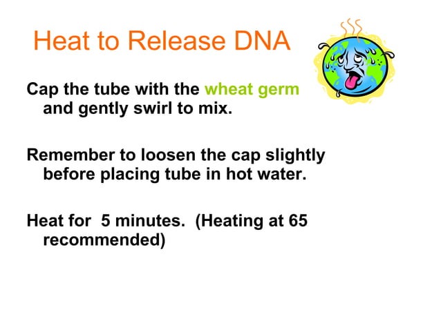 Dna Extraction From Wheat Germ | PPT