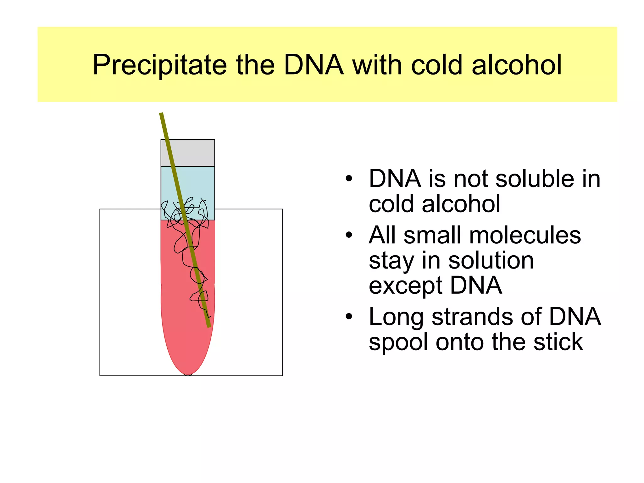 Dna extraction-principles-1204929342269384-3 | PPT