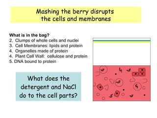 Dna extraction-principles-1204929342269384-3 | PPT