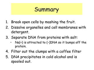 Dna extraction-principles-1204929342269384-3 | PPT