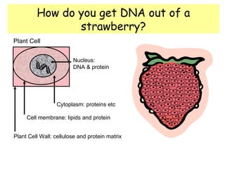 Dna Extraction Principles | PPT