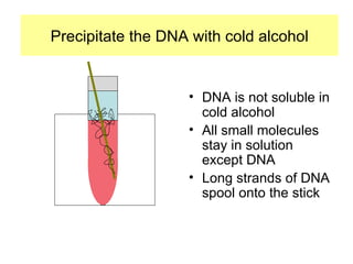 Dna Extraction Principles | PPT