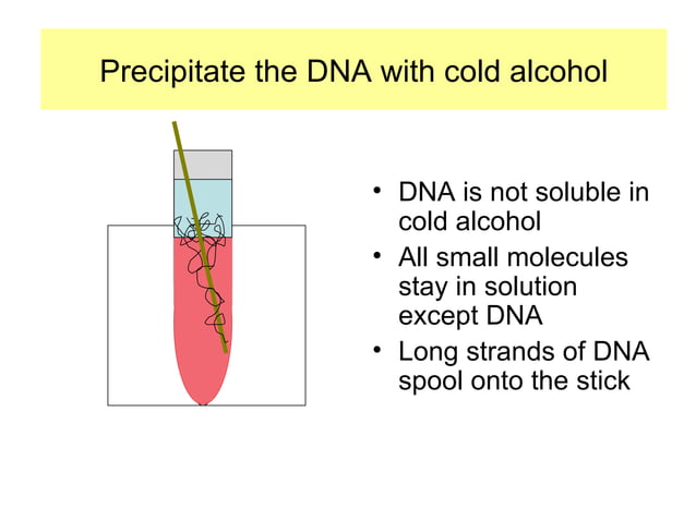 Dna Extraction Principles | PPT