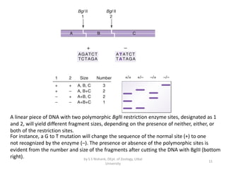 DNA-fingerprinting-2021.pdf