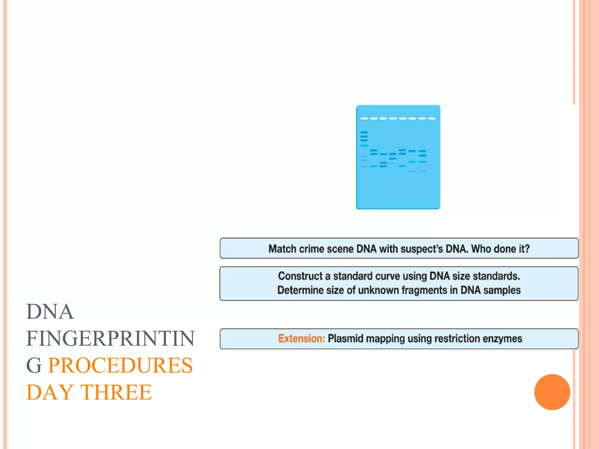 Dna Fingerprinting And Forensic Applications | PPT