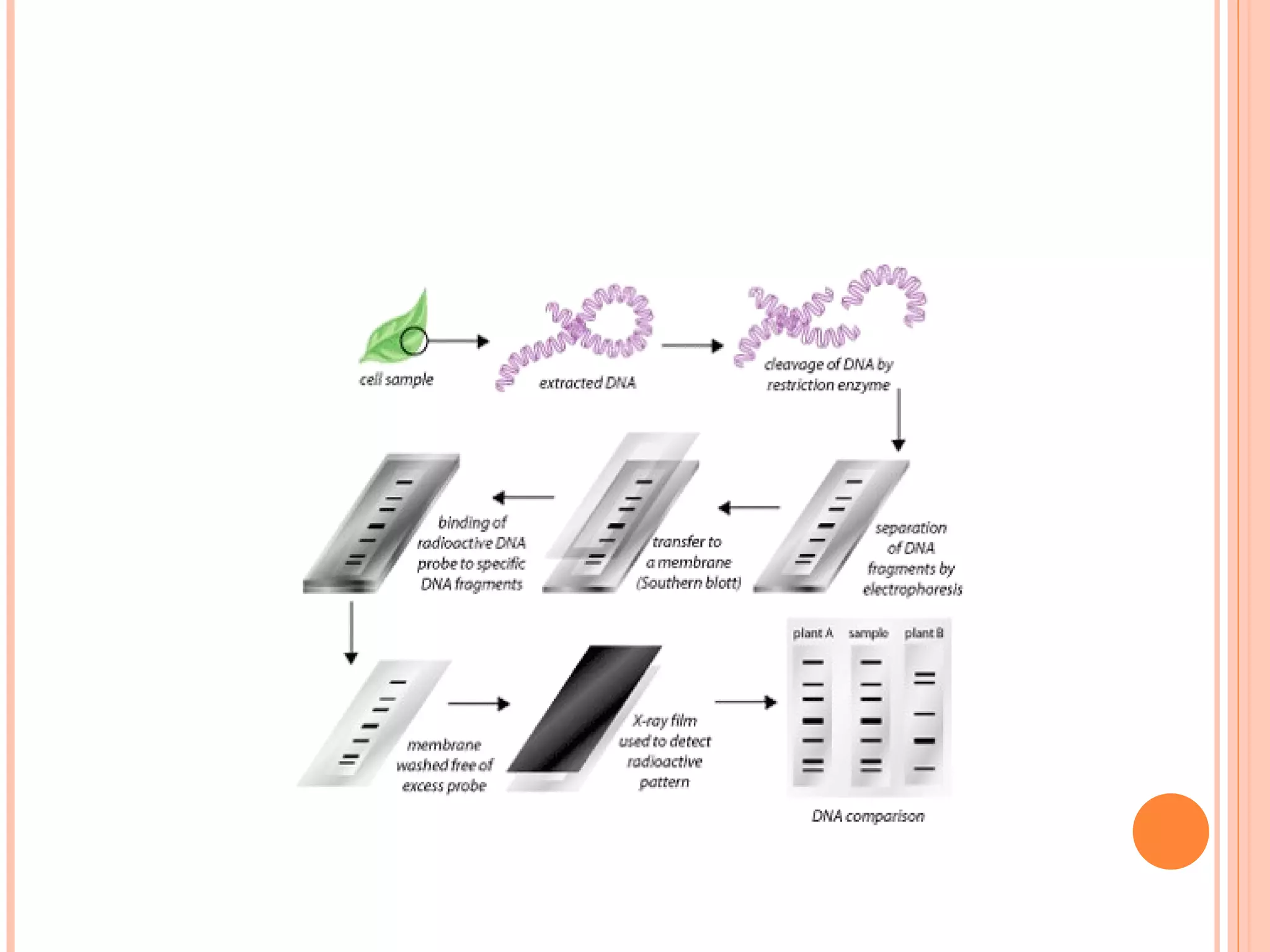 Dna Fingerprinting And Forensic Applications | PPT