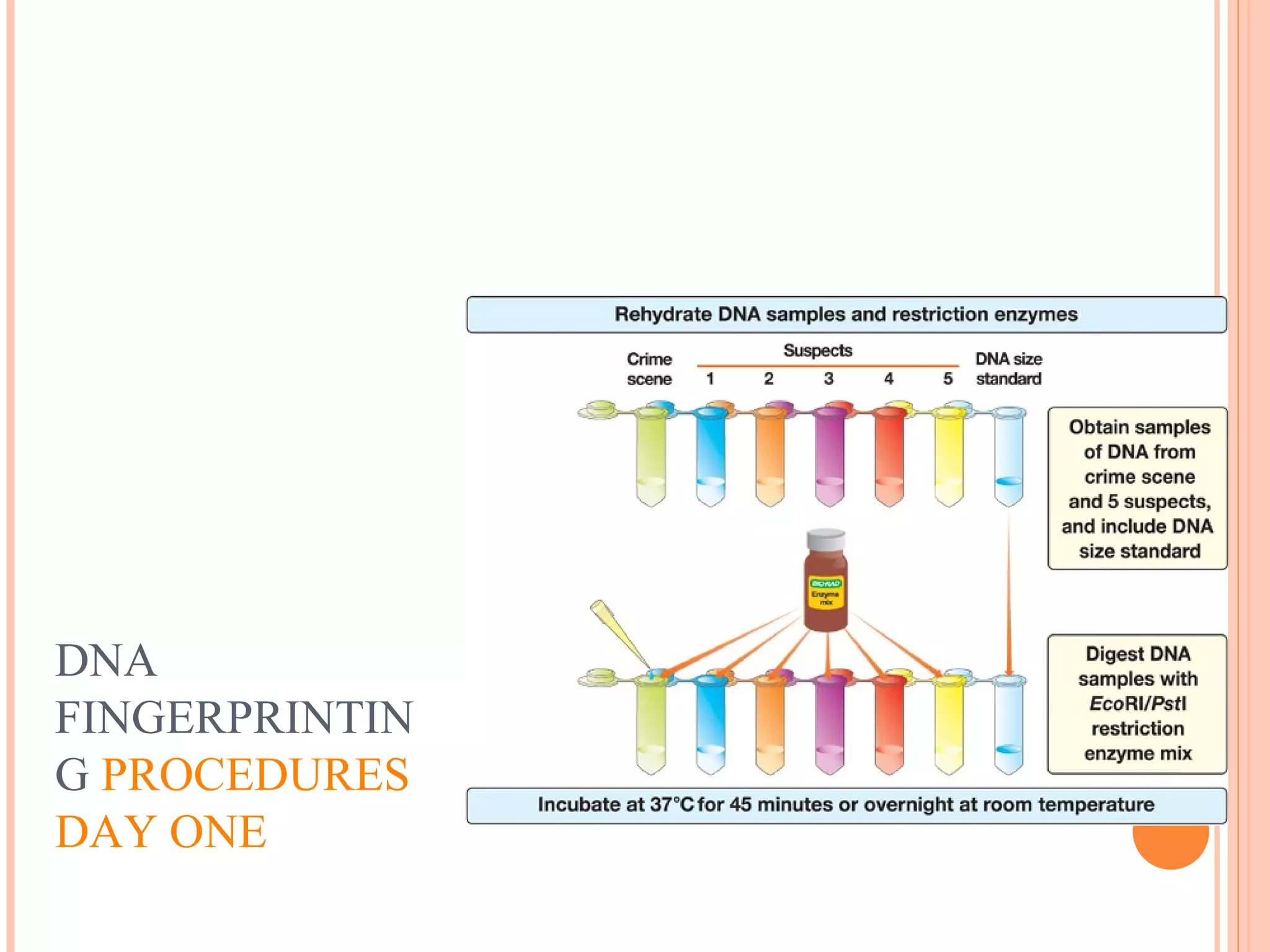 Dna Fingerprinting And Forensic Applications | PPT