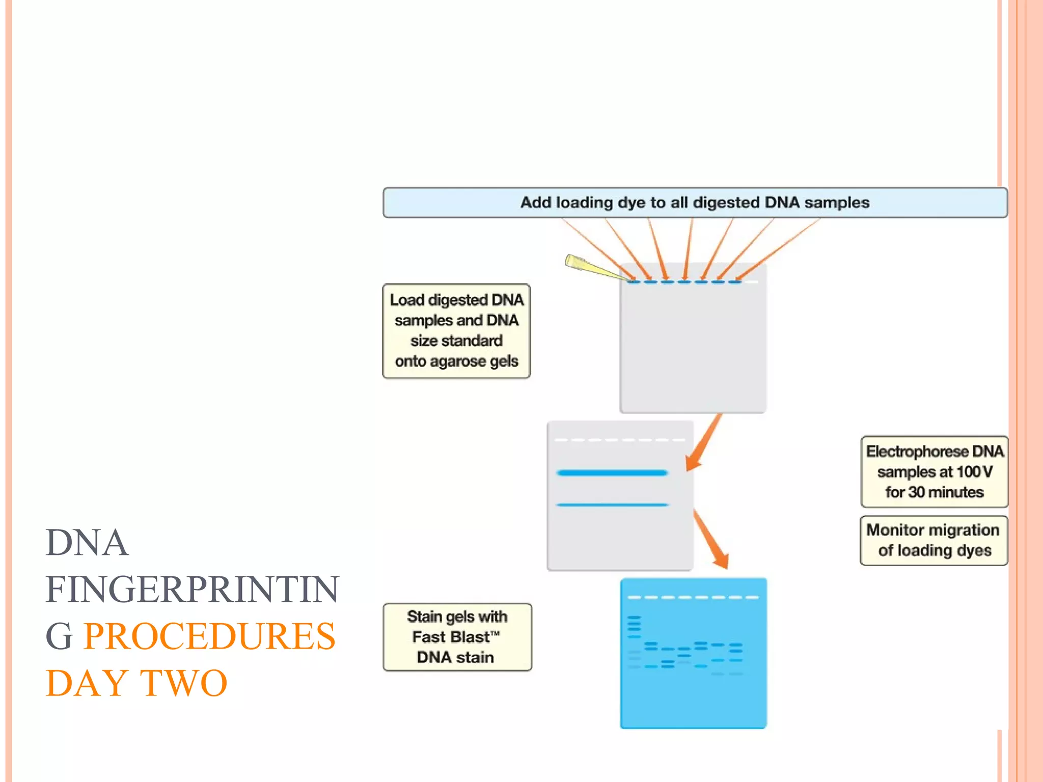Dna Fingerprinting And Forensic Applications | PPT