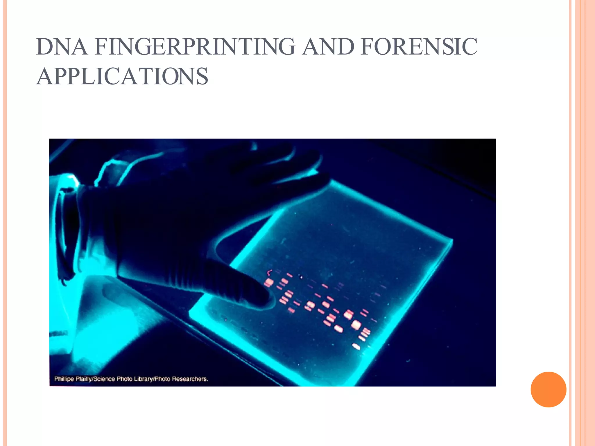 Dna Fingerprinting And Forensic Applications | PPT