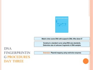 Dna Fingerprinting And Forensic Applications | PPT