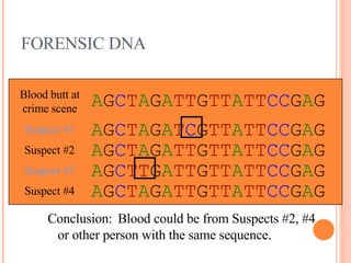 Dna Fingerprinting And Forensic Applications | PPT