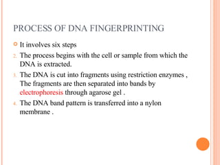 Dna Fingerprinting And Forensic Applications | PPT