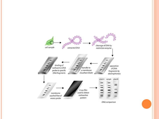 Dna Fingerprinting And Forensic Applications | PPT