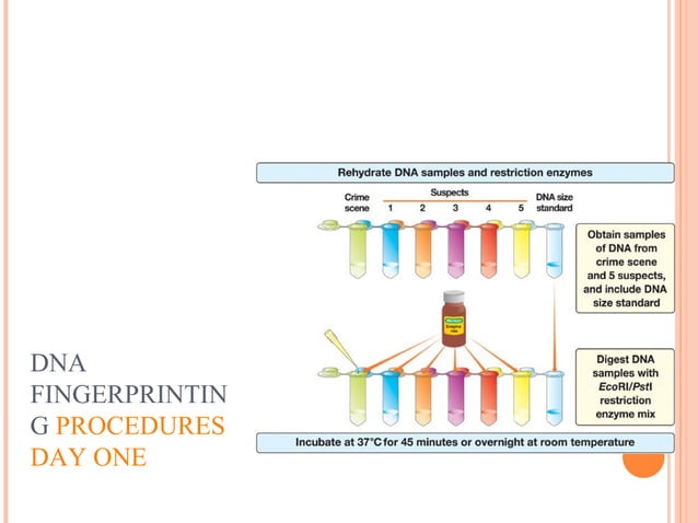 Dna Fingerprinting And Forensic Applications | PPT