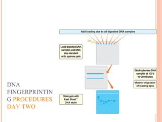 Dna Fingerprinting And Forensic Applications | PPT