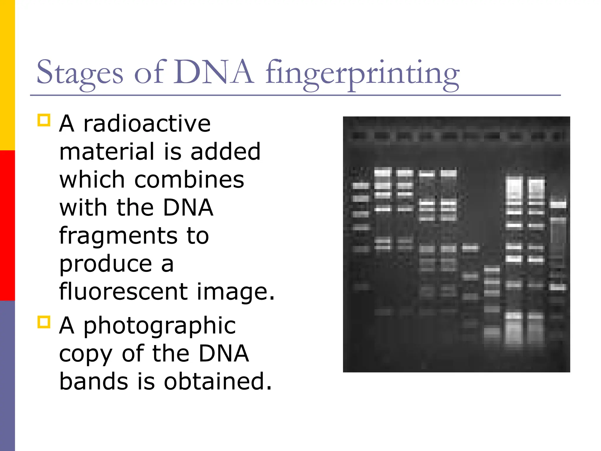 DNA-Fingerprinting power point presentation | PPT