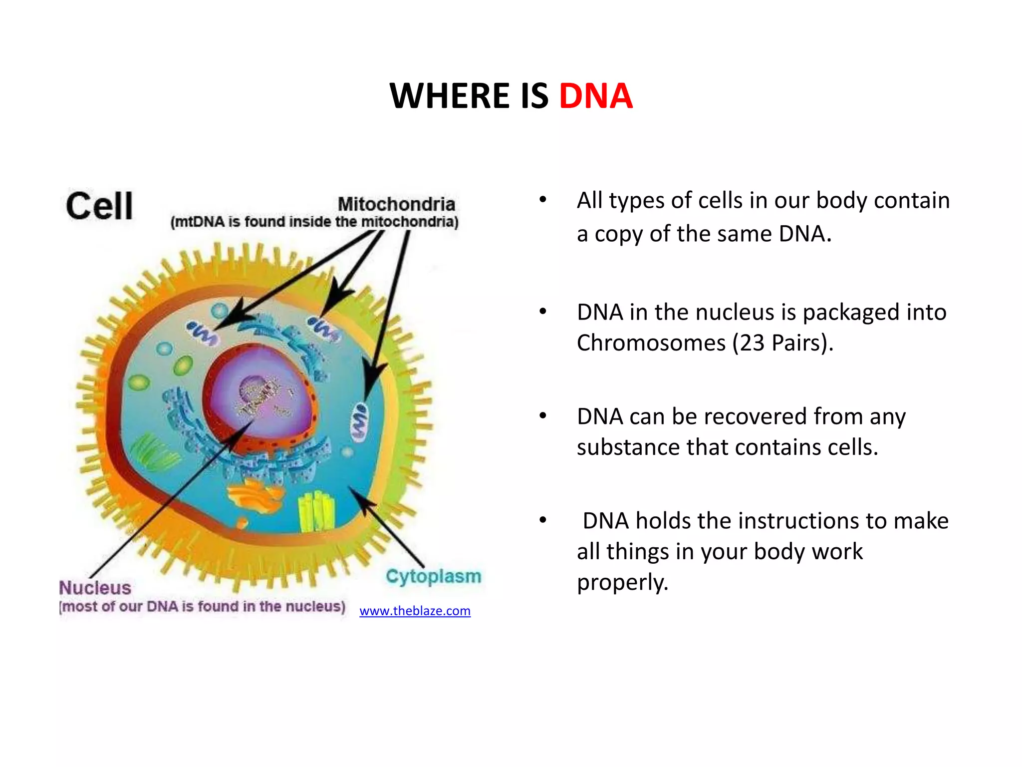 DNA FORENSIC ANALYSIS | PPTX