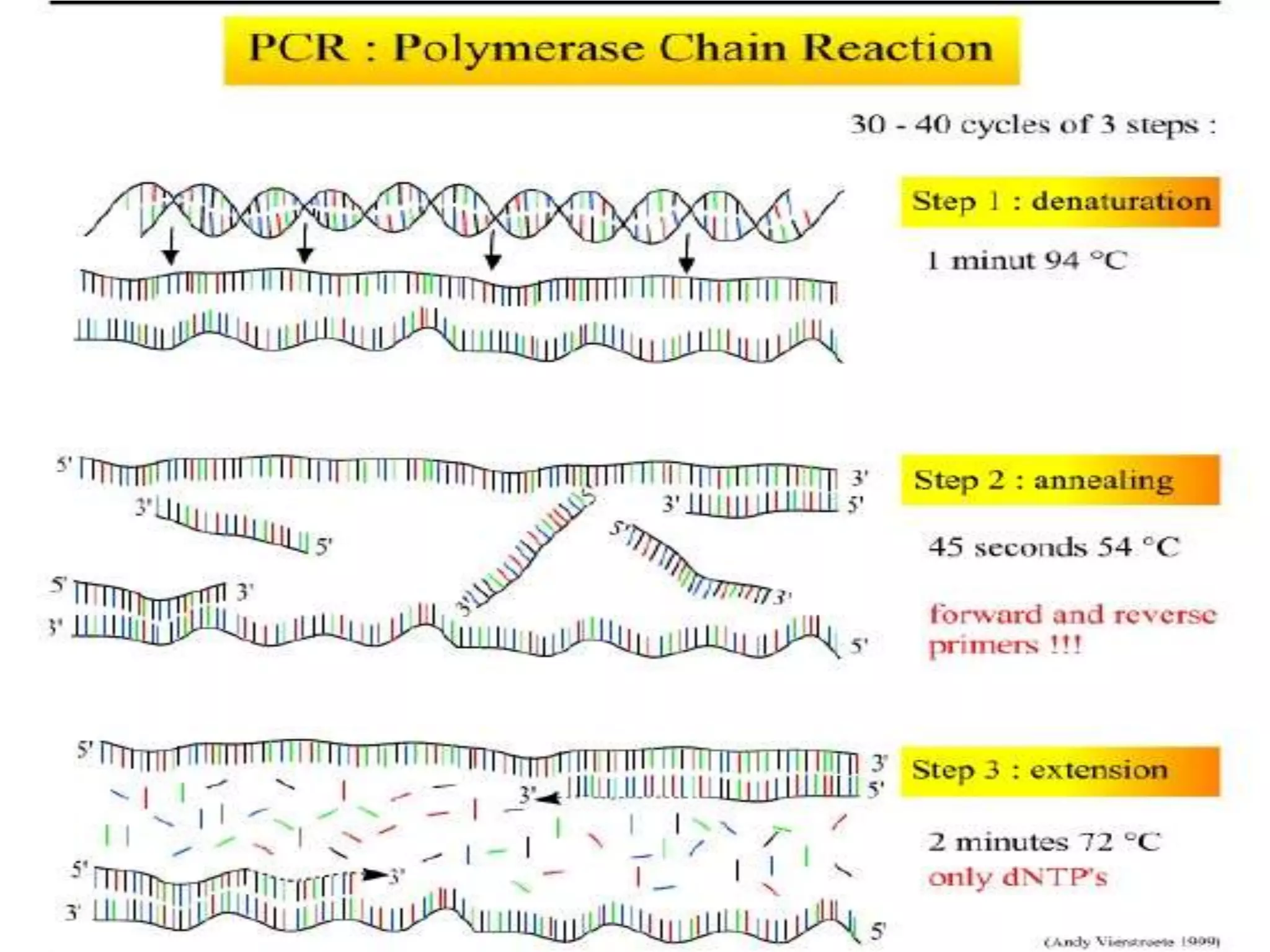DNA FORENSIC ANALYSIS | PPTX