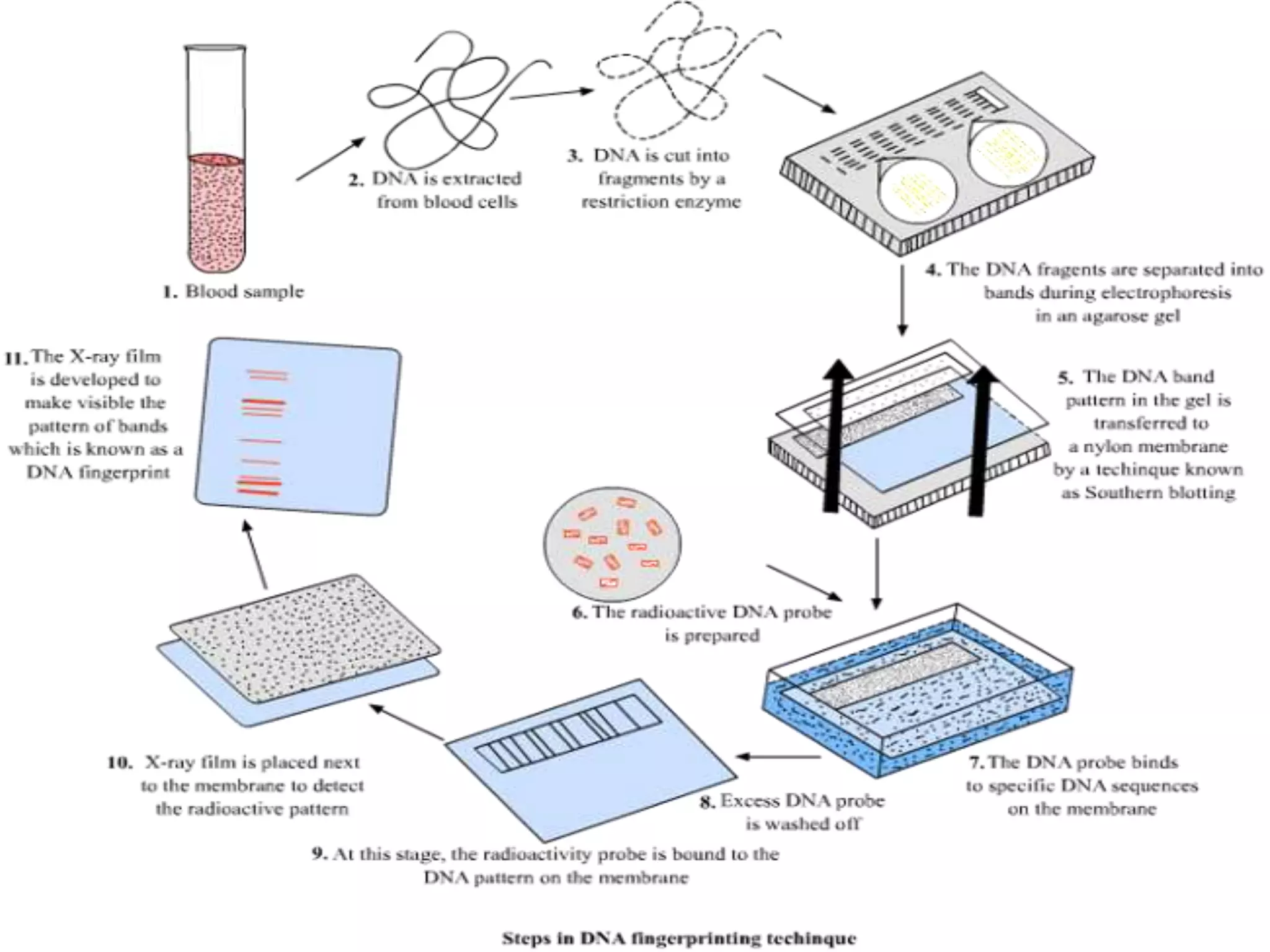 DNA FORENSIC ANALYSIS | PPTX