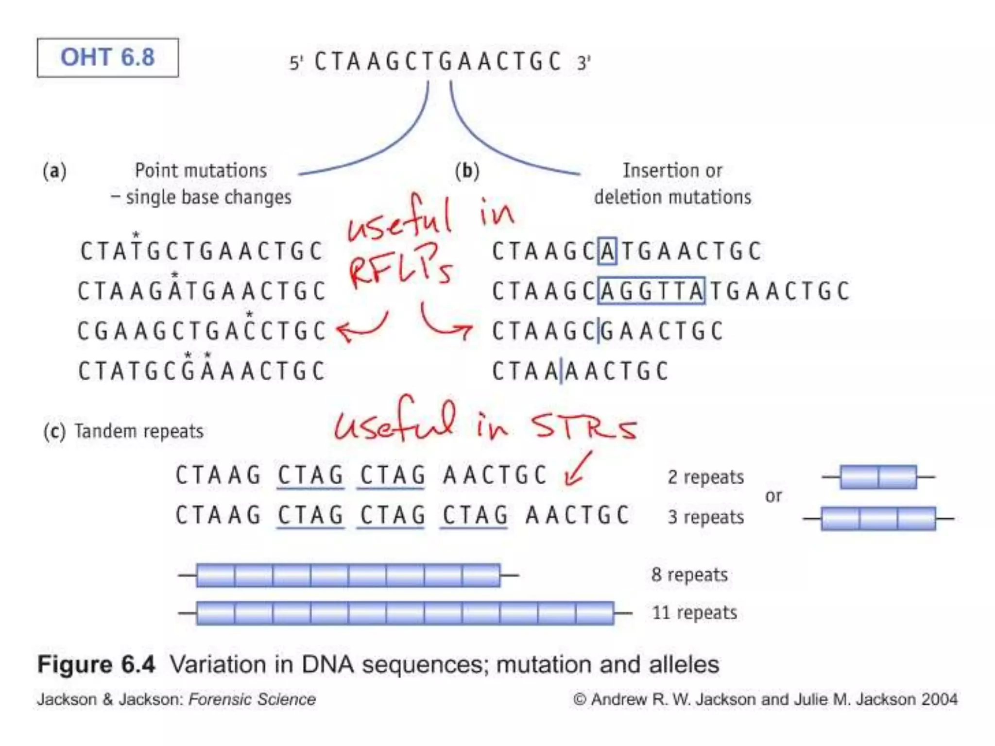 DNA FORENSIC ANALYSIS | PPTX