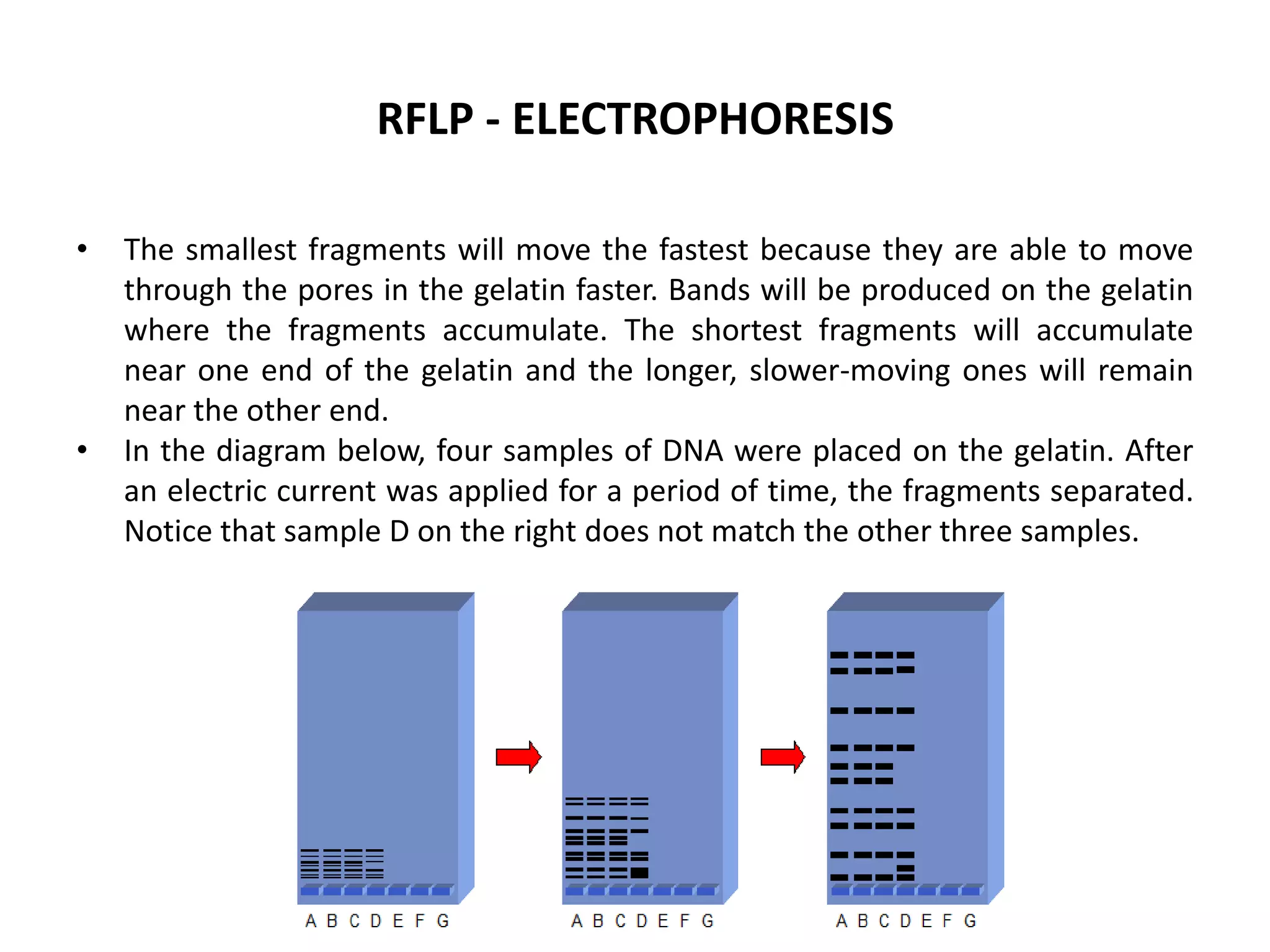 DNA FORENSIC ANALYSIS | PPTX