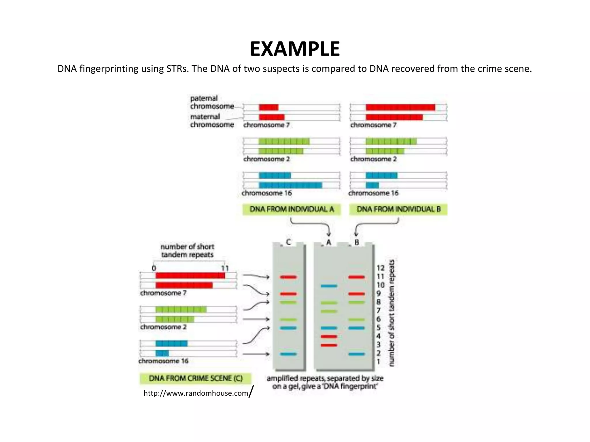 DNA FORENSIC ANALYSIS | PPTX