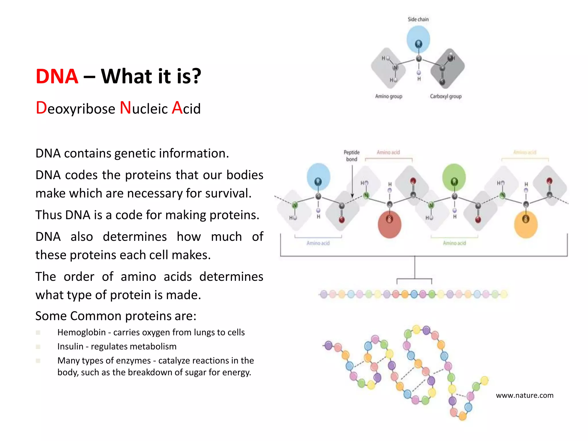 DNA FORENSIC ANALYSIS | PPTX