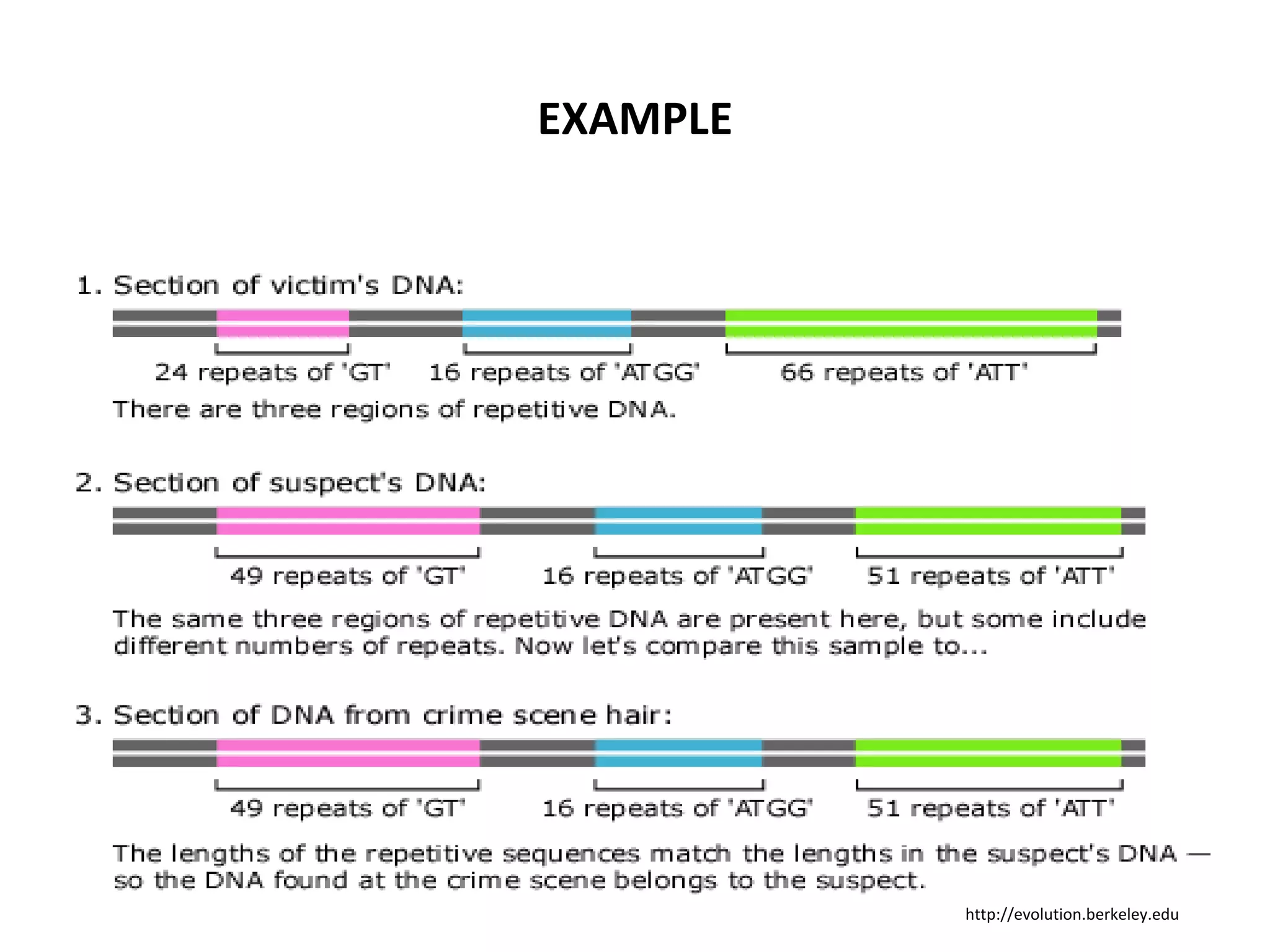 DNA FORENSIC ANALYSIS | PPTX