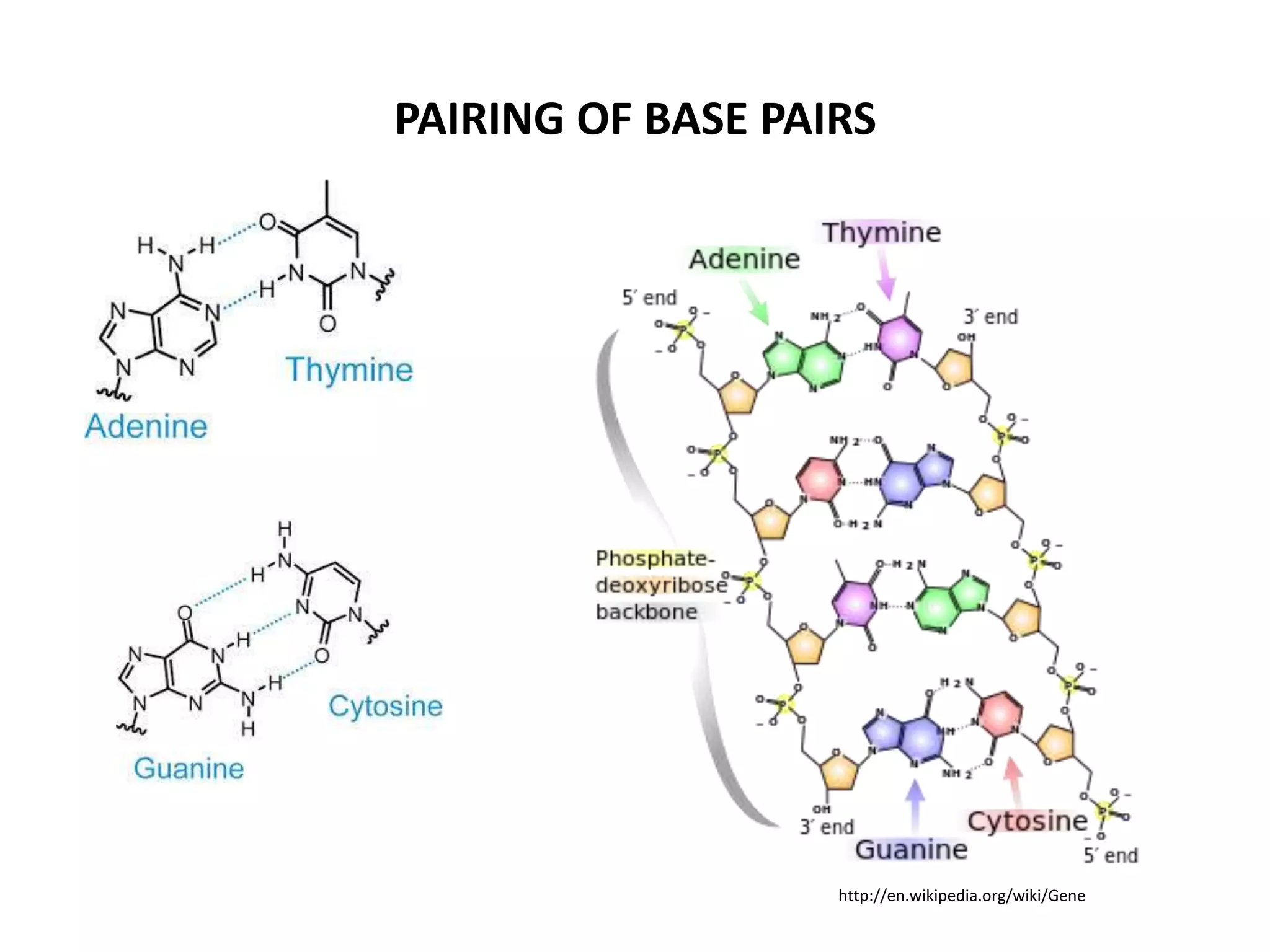 DNA FORENSIC ANALYSIS | PPTX