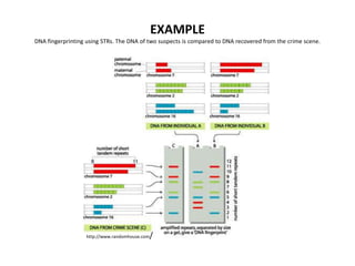 DNA FORENSIC ANALYSIS