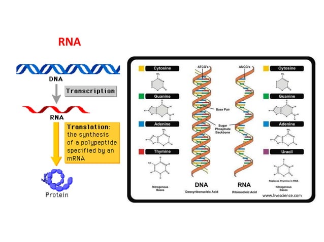 DNA FORENSIC ANALYSIS