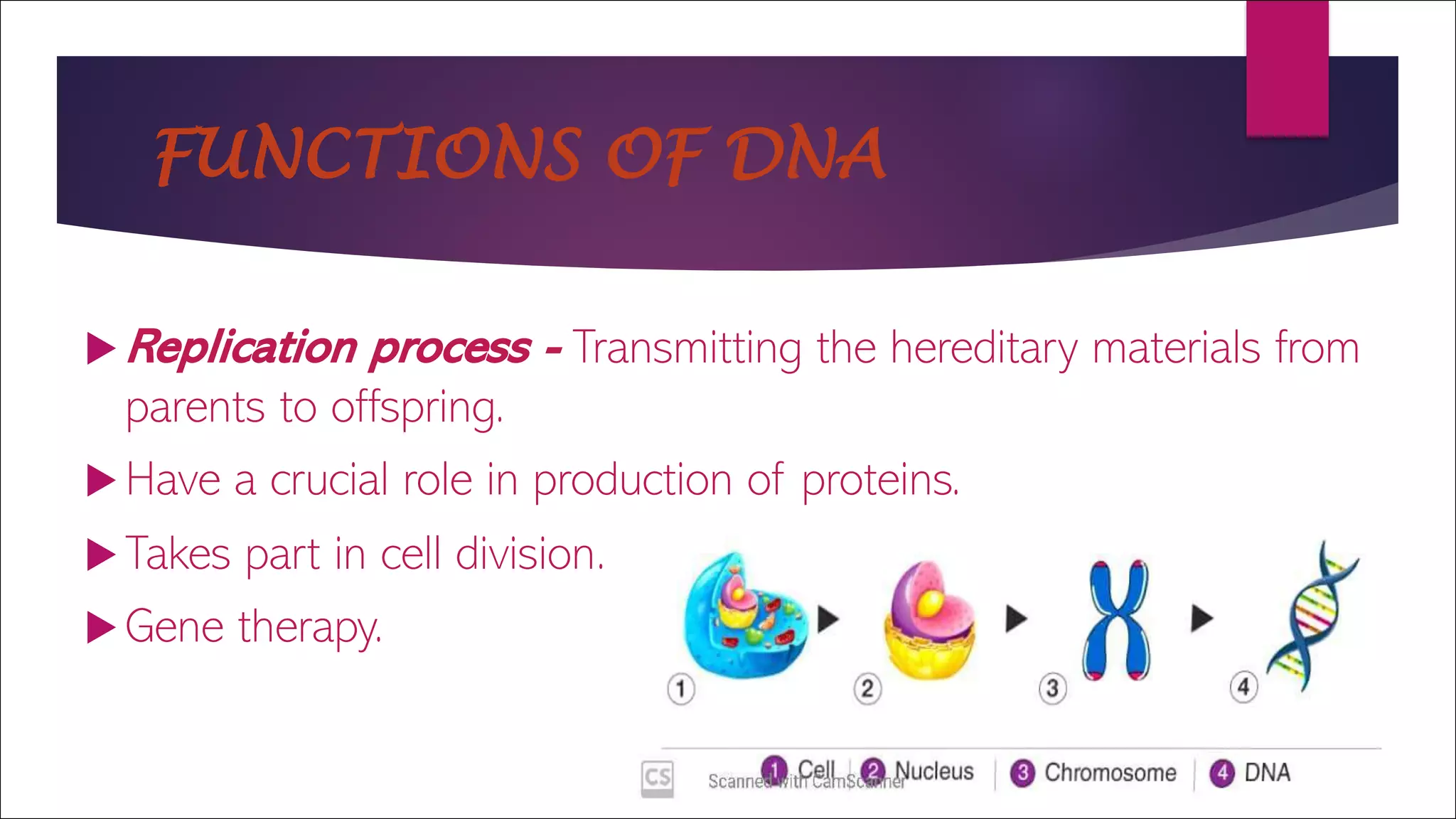 Structure and Functions of DNA. | PDF