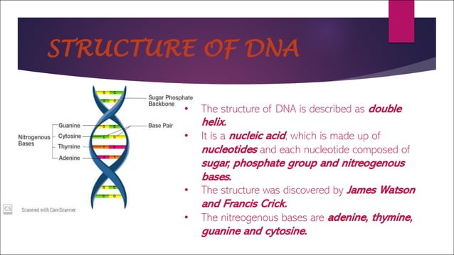 Structure and Functions of DNA. | PDF