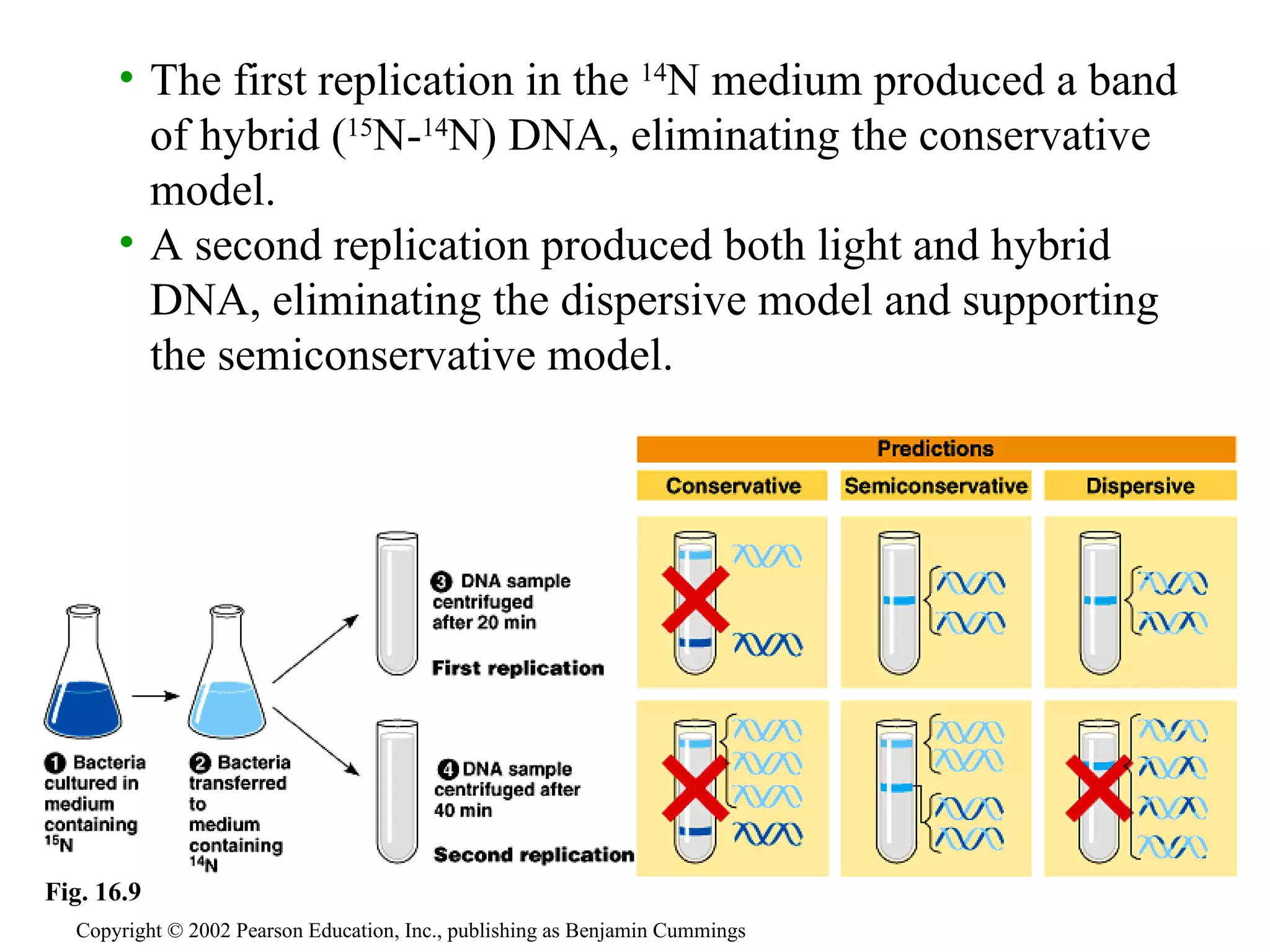 Dna History And Replication Review | PPT | Chemistry | Science