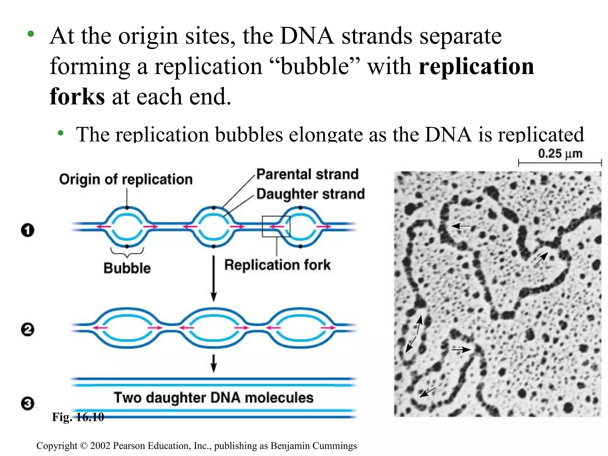 Dna History And Replication Review | PPT | Chemistry | Science