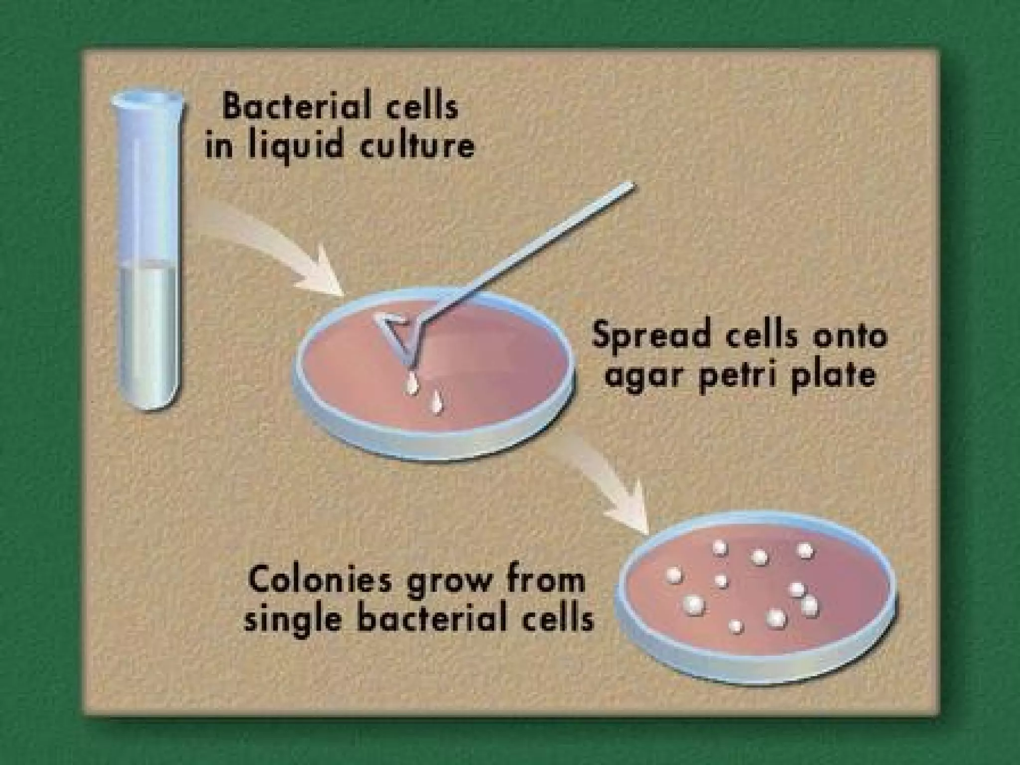 Dna History And Replication Review | PPT | Chemistry | Science