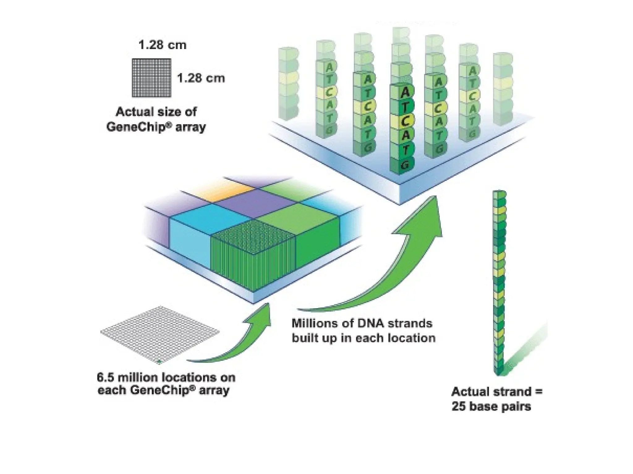 DNA-Microaray(1).pptx Principle and applications | PPT