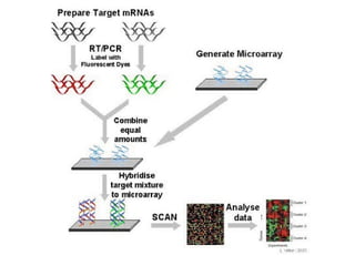 DNA-Microaray(1).pptx Principle and applications | PPT