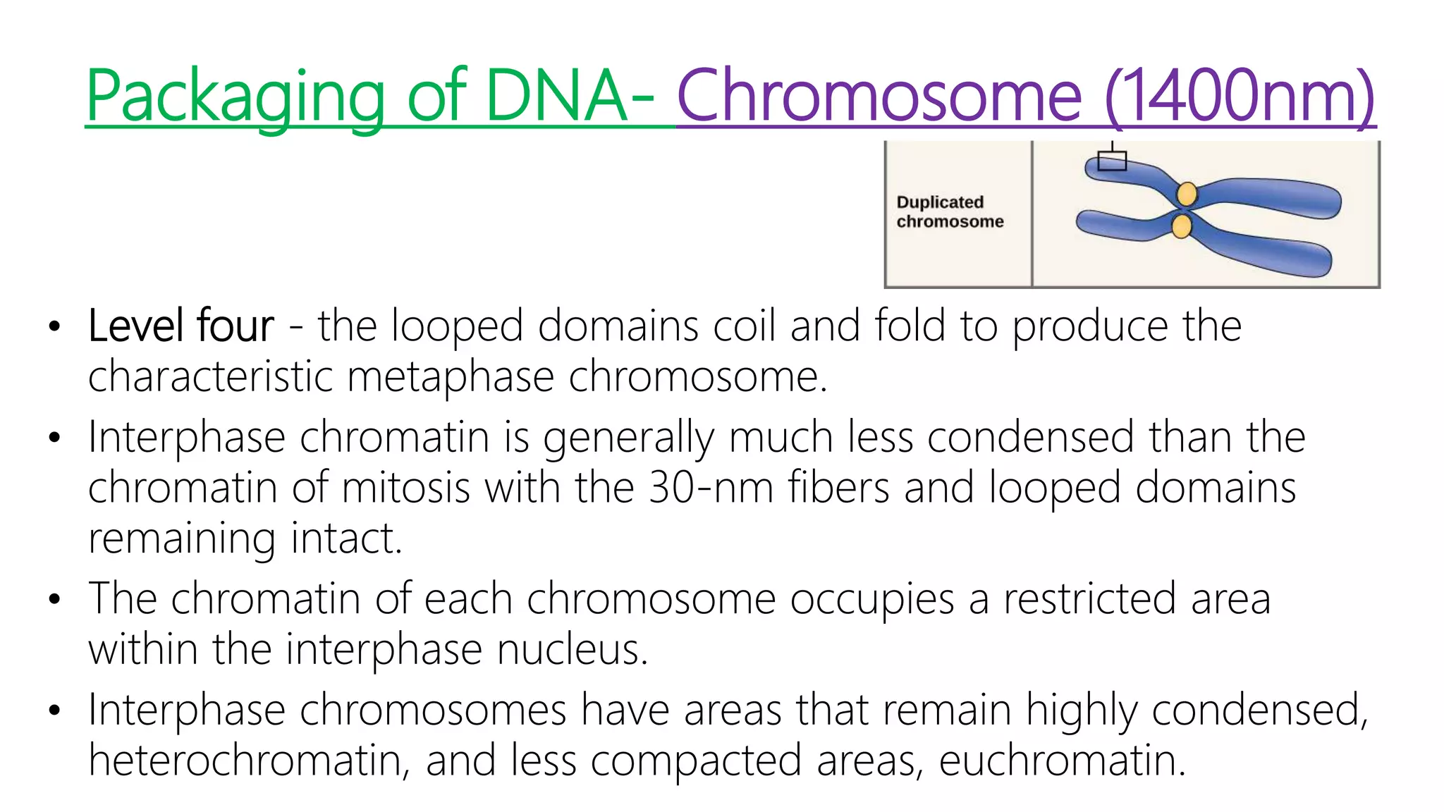 DNA organization or Genetic makeup in Prokaryotic and Eukaryotic ...