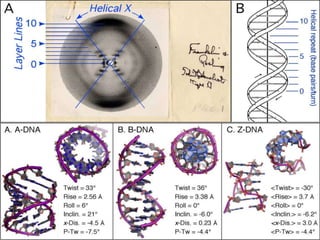 DNA Origami | PPT